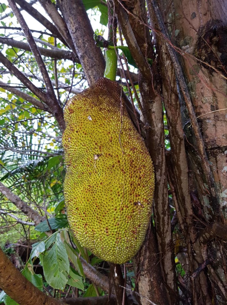Les bénéfices étonnants du fruit du jacquier. - www.jardin-kreol.com