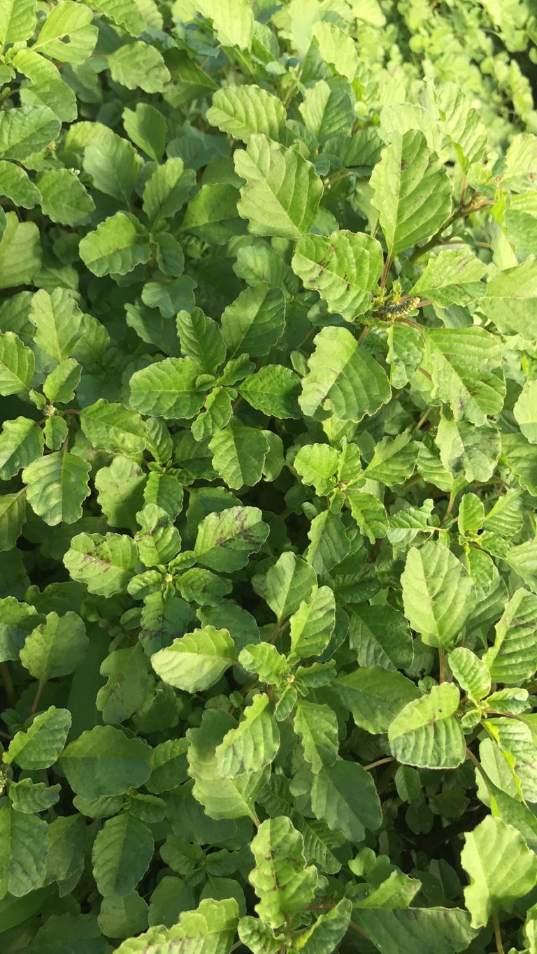 2 bonnes raisons d'apprécier le brède paillatère - www.jardin-kreol.com